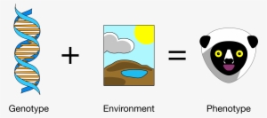 Genotype Plus Environment - Genetic And Environmental Variation ...