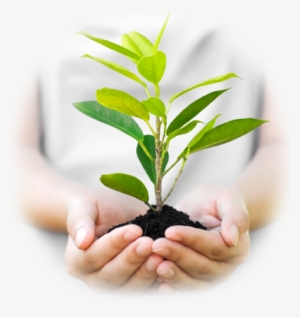 Environment - Trees Prevent Global Warming - 400x425 PNG Download - PNGkit