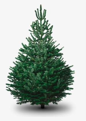 Fir Tree - Minecraft Tree Png - 403x793 PNG Download - PNGkit