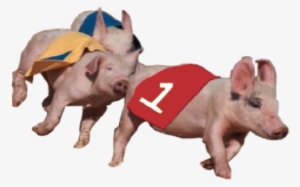 Pig Racing Fast - Racing Pigs - 450x290 PNG Download - PNGkit