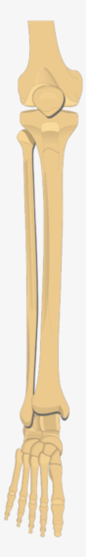 The Tibia And Fibula Bones - Baluster - 745x550 PNG Download - PNGkit