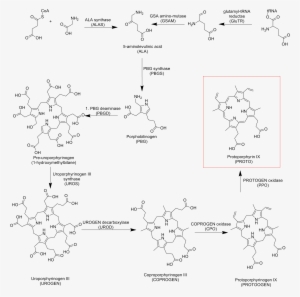 Protoporphyrin Ix Biosynthetic Pathway - Protoporfirina Ix - 2797x2777 ...