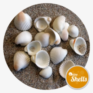 Cockle White Small - Cockle - 395x395 PNG Download - PNGkit