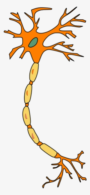 Neuron - Blank Neuron Diagram - 300x600 PNG Download - PNGkit