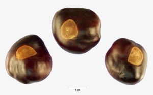 Aesculus Glabra Seeds - Buckeye Tree - 3008x2000 PNG Download - PNGkit