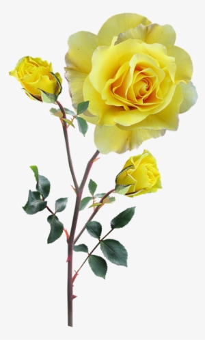 Yellow Rose With Bud Png Clipart - Rose Buds Clip Art - 428x600 PNG ...