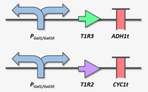 10 The Gene Circuits Of T1r2 And T1r3 Expression Cassettes - Diagram ...