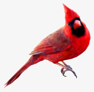 Cardinal Bird Png Svg Free Download - Red Cardinal Transparent Png ...