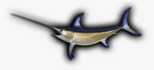 Swordfish Fish Mount - Sword Fish Head Png - 800x369 PNG Download - PNGkit