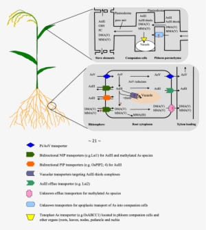 Root Uptake And Vascular Transport Of As In Rice - Science - 850x953 ...