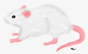 River Rat Clipart - River Rat - 549x800 PNG Download - PNGkit