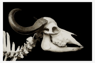 African Buffalo Skull Horn Bull Beef Cattle - Cattle Skull Throw ...