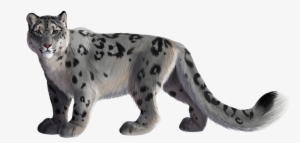 Snow Leopard Base - Snow Leopard Line Art - 1804x1254 PNG Download - PNGkit