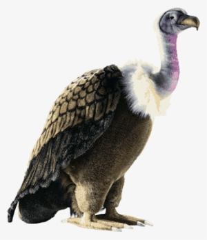 Buzzard - Buzzard Png - 430x500 PNG Download - PNGkit