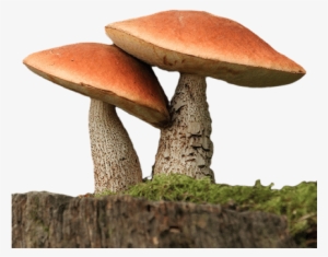 Fungi Transparent - 431x350 PNG Download - PNGkit