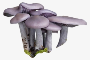 Fungi Transparent - 431x350 PNG Download - PNGkit