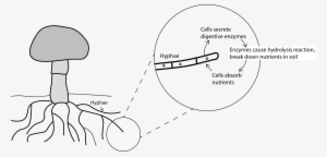 Fungi External Digestion - Diagram - 2917x1407 PNG Download - PNGkit