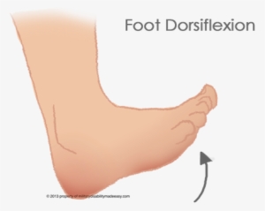Foot Dorsiflexion 6 - Dorsiflexion At The Ankle - 432x341 PNG Download ...