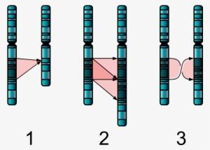Schematic Drawing Of Chromosomes - Labeled Chromosome - 511x334 PNG ...