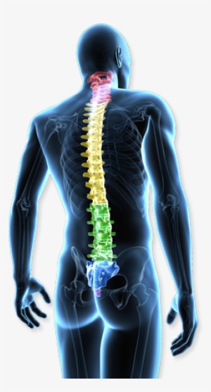 Png File - Spine Icon Transparent Background - 412x980 PNG Download ...