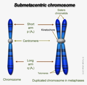 Variations In Chromosome - Chromosome Structure - 557x547 PNG Download ...