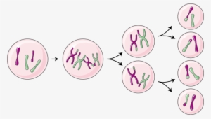 Genetics - Chromosome - Circle - 714x406 PNG Download - PNGkit