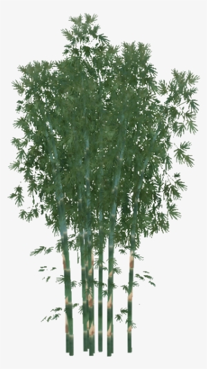 Indian Timber Bamboo - Bamboo - 536x536 PNG Download - PNGkit