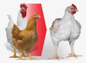 Ranger Classic - Rooster - 479x383 PNG Download - PNGkit