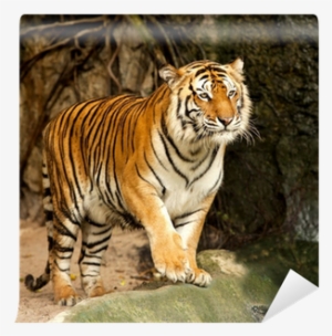 Bengal Tigers - Kenya Tiger - 400x400 PNG Download - PNGkit