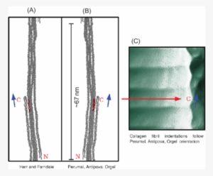 Orientation Of The Collagen Type I Microfibril Relative - Fibril ...