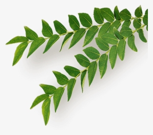 Neem - Organic Png - 500x500 PNG Download - PNGkit