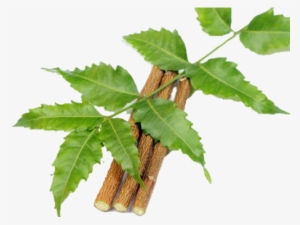 Neem - Neem Sticks For Brushing - 804x373 PNG Download - PNGkit
