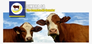 The Simbra Breed - Simbra - 1280x625 PNG Download - PNGkit