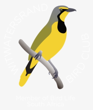 Wits Bird Club Logo Wits Bird Club Retina Logo - Logo - 600x657 PNG ...