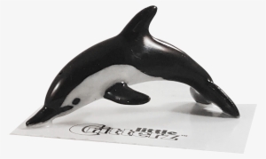 Free Download Dolphin Clipart Common Bottlenose Dolphin - Dolphin ...