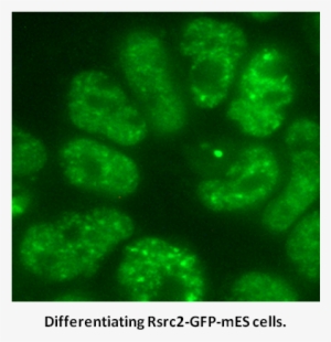 Mouse Es Cell Line With A Gfp Tag Inserted Into The - Graphics ...
