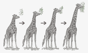 Giraffe Evolution - Giraffe Before Long Neck - 450x274 PNG Download ...