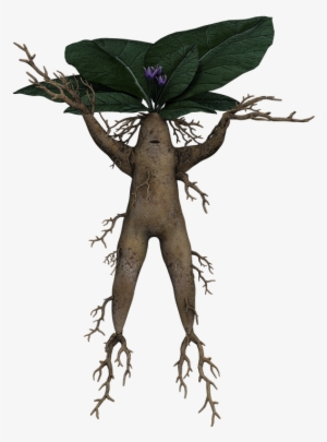Alraune, Root, Fantasy, Funny, Cheerful, Mystical - Tuber - 960x720 PNG ...