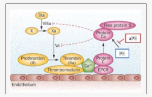 Inhibition Of Apc's Activity - Prothrombin Gene Mutation 20210a ...