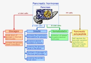 Pancreatic Hormones - Pancreatic Hormones And Their Functions - 650x458 ...