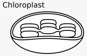 Animal Cell Diagram Unlabeled - Chloroplast Black And White - 600x385 ...