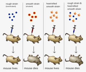 Diagram Illustrating Frederick Griffith's Experiment - Griffith ...