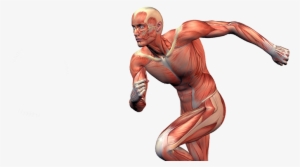 Sports Injuries - - Sports Injuries Png - 940x434 PNG Download - PNGkit