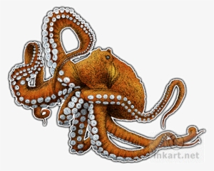 Vector Free Wildlife Art - Giant Pacific Octopus Drawing - 590x474 PNG ...