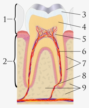 Cross Sections Of Teeth Labels - Tooth Structure No Labels - 3453x3453 ...