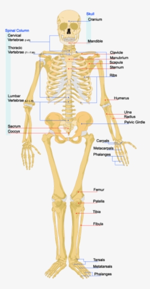 Skeletal System - Easy Human Skeleton Labeled - 400x414 PNG Download ...