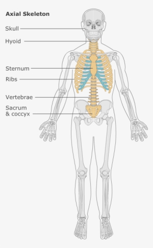 Axial Skeleton By Www - Illustration - 440x700 PNG Download - PNGkit