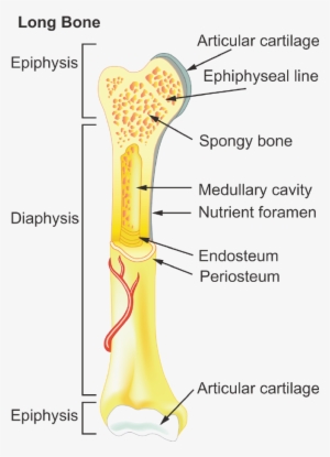 Structure Of A Typical Bone - General Features Of Long Bones - 707x940 ...