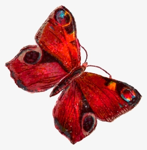 Red Butterfly PNG, Free HD Red Butterfly Transparent Image - PNGkit