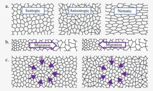 Tissue Cells Respond To Tissue Stress Gradients - Tissues Pattern ...